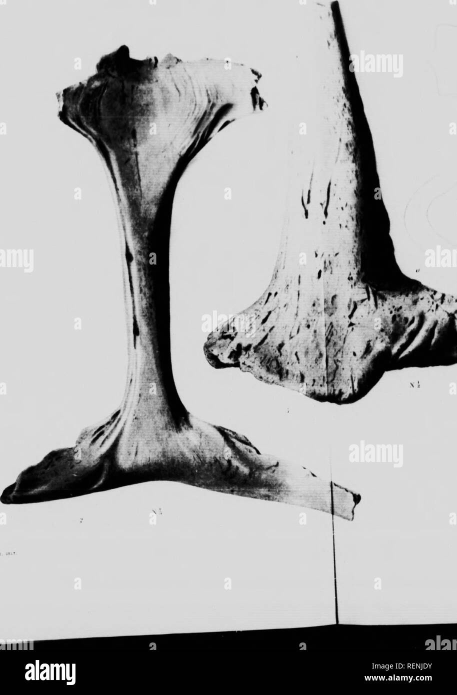 . On vertebrata of the mid-Cretaceous of the North West Territory ...