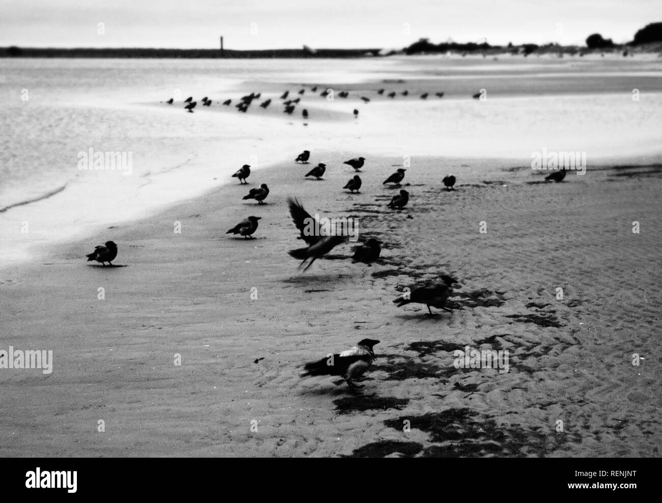 Syn anthropic animals hi-res stock photography and images - Alamy