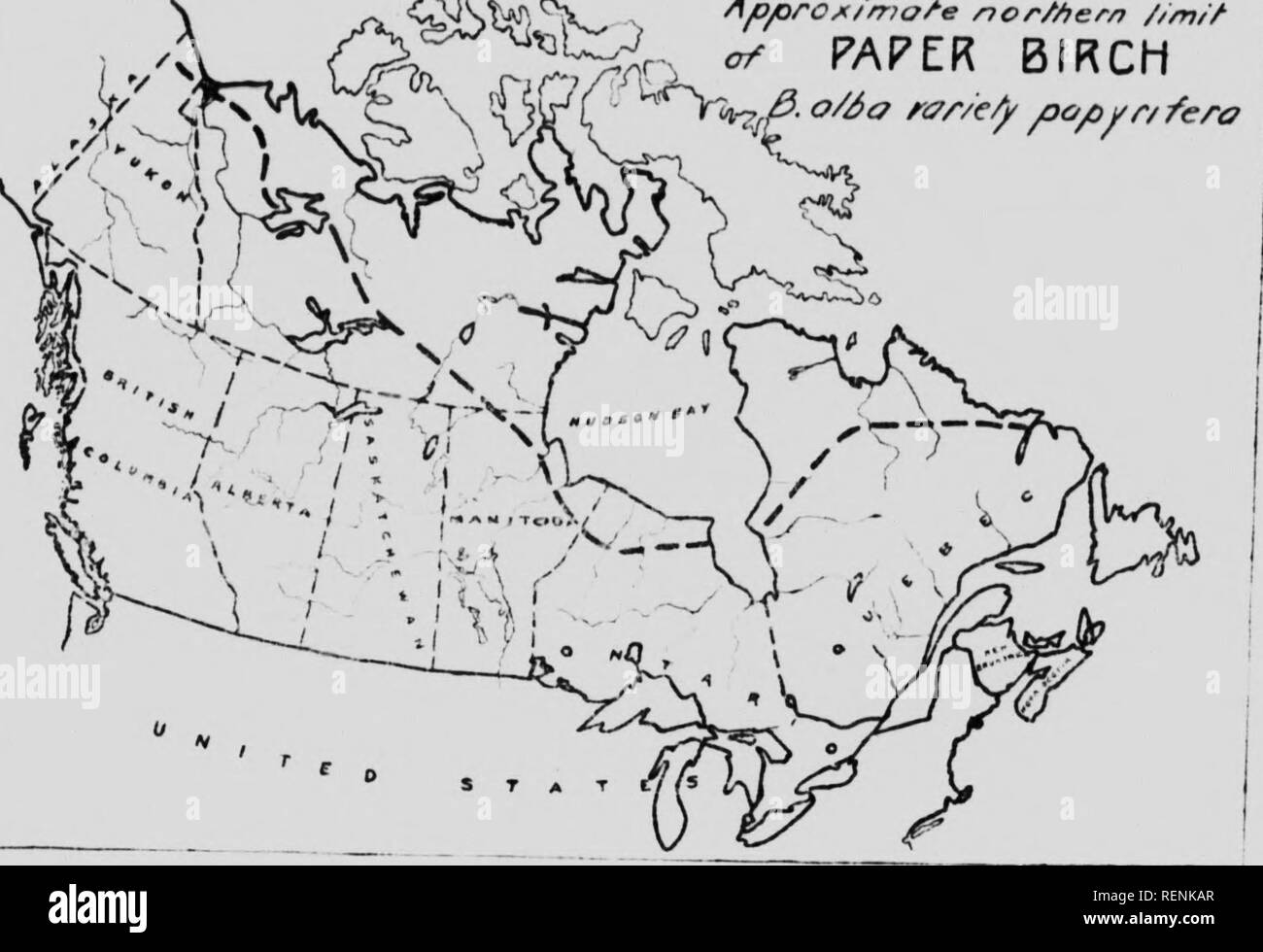 Irch trees hi-res stock photography and images - Alamy