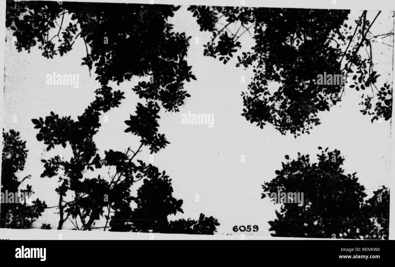 Ren tree Black and White Stock Photos & Images - Alamy