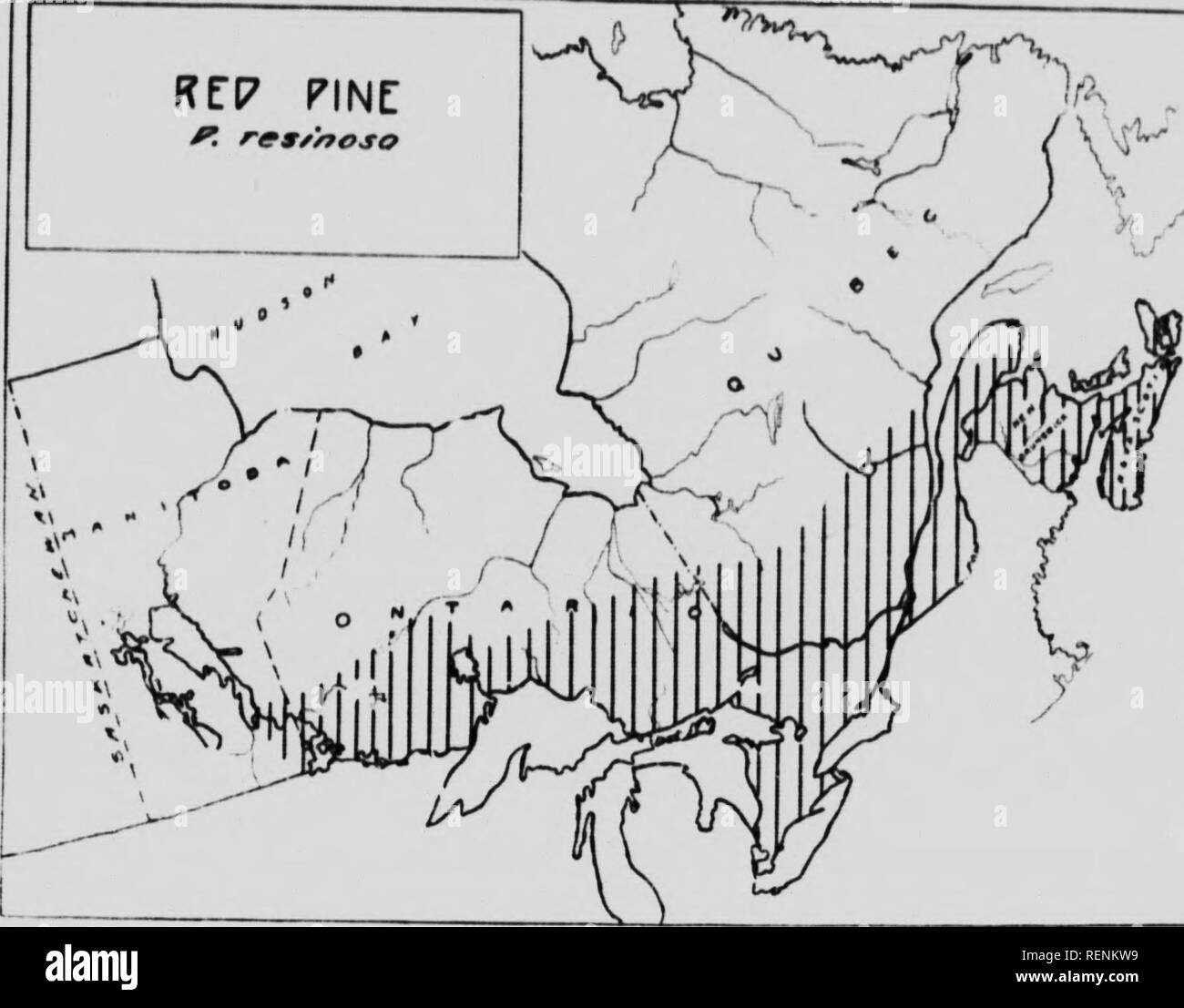 Princess pine Black and White Stock Photos & Images - Alamy