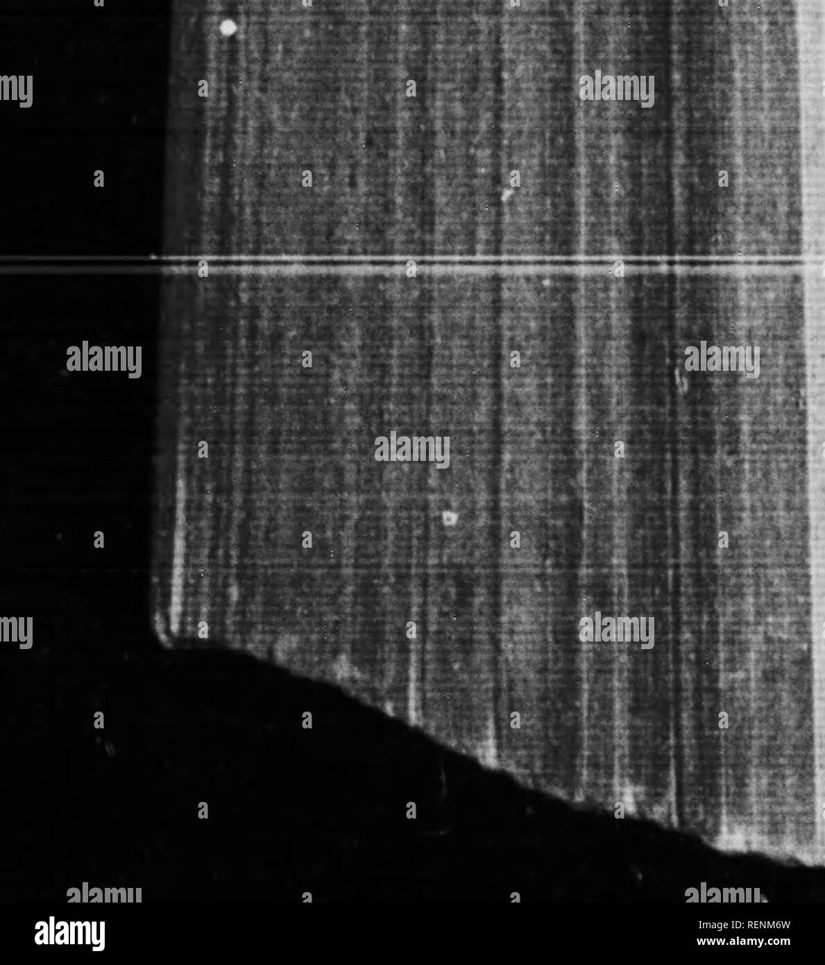 Insect beetle pest moves on hi-res stock photography and images - Alamy