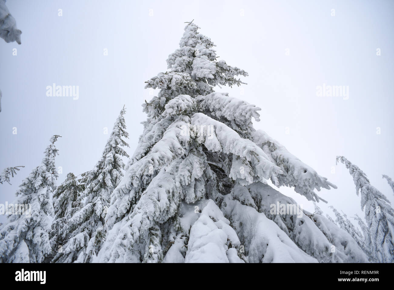Winter landscape, coniferous trees snow covered in Karkonosze mountains ...