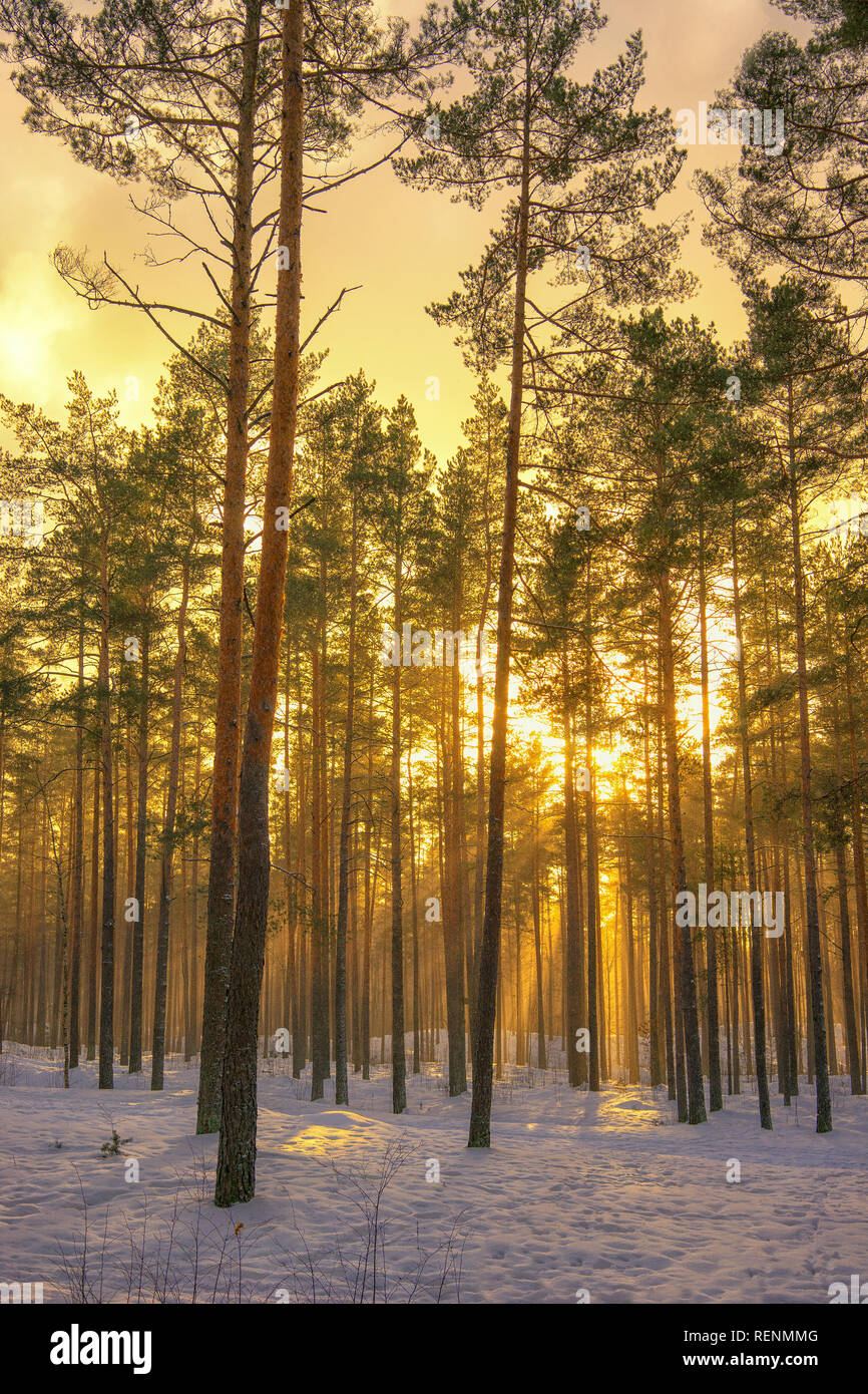 Sunlight casting through pine trees hi-res stock photography and images ...
