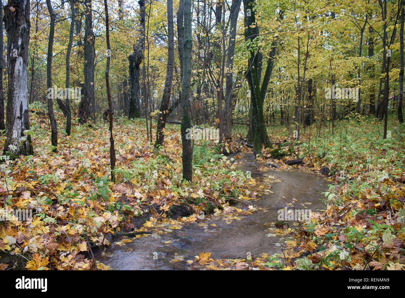 Abandoned old Park with a pond, deck, streams, ancient trees, garden ...