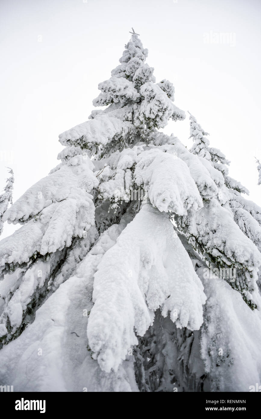 Coniferous trees snow hi-res stock photography and images - Alamy