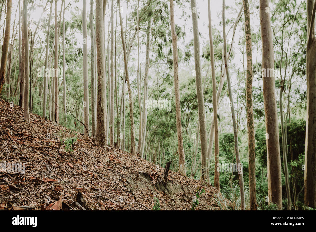 Eucalyptus forest, great for feeling good vibes and having good ...