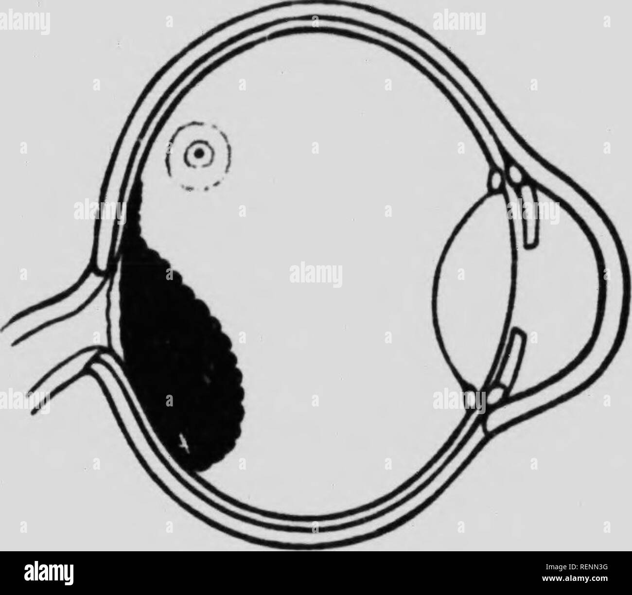 Bird anatomy diagrams hi-res stock photography and images - Alamy