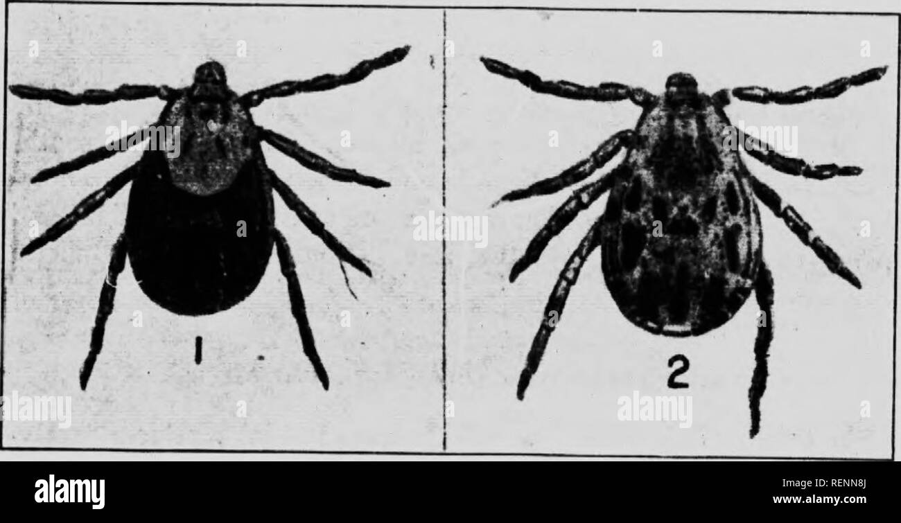 Sheep Scab Mite High Resolution Stock Photography and Images - Alamy
