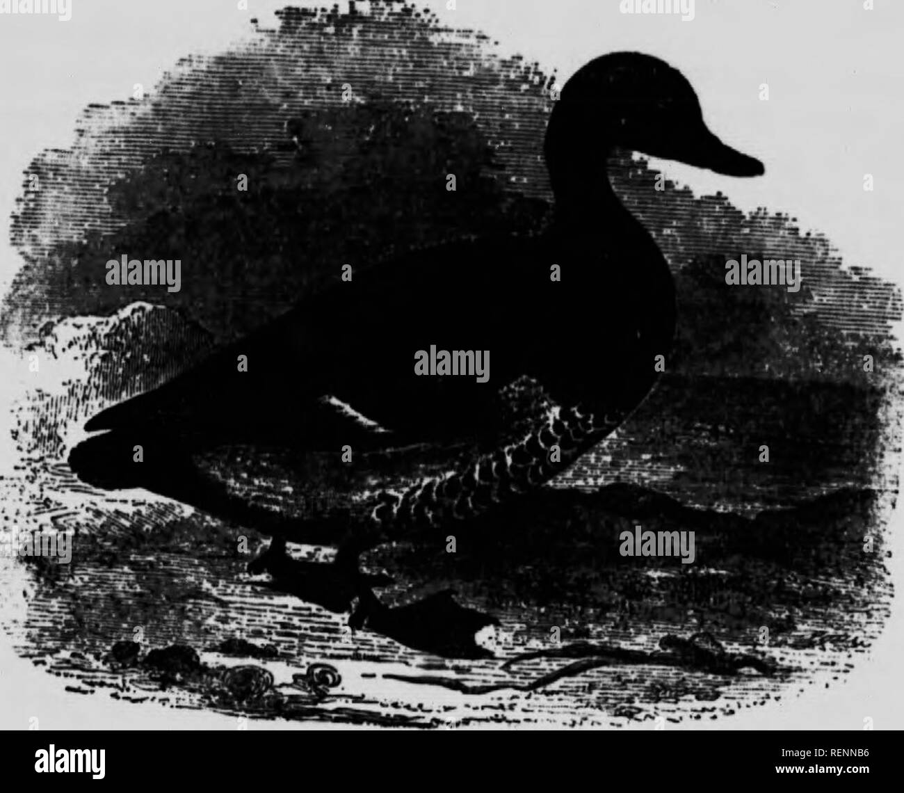 Bluebill duck Black and White Stock Photos & Images - Alamy