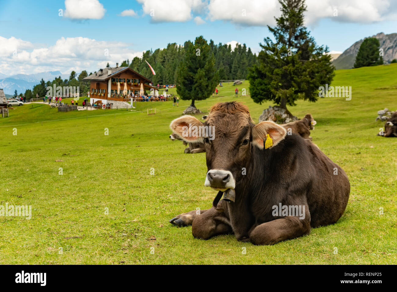 Animals of the dolomites hi-res stock photography and images - Alamy