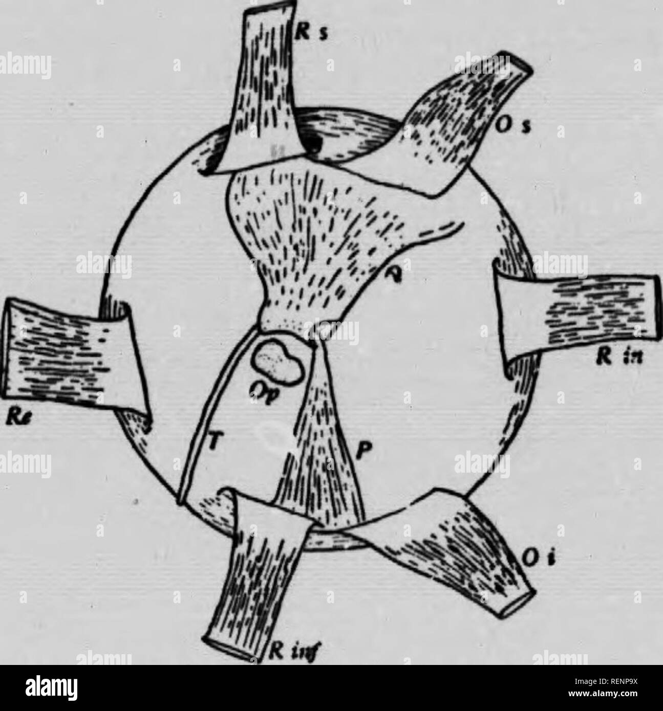 . The eyelids and lachrymal apparatus of birds [microform]. Oiseaux ...