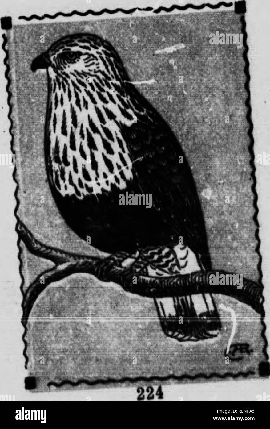 . Bird guide [microform]. Waterfowl; Birds; Gibier d'eau; Oiseaux. .M.R ...