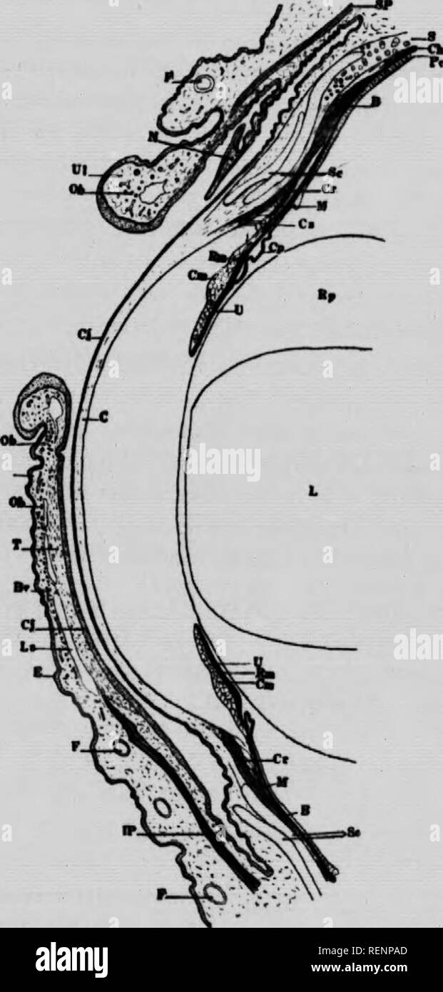 Conjunctival sac hi-res stock photography and images - Alamy