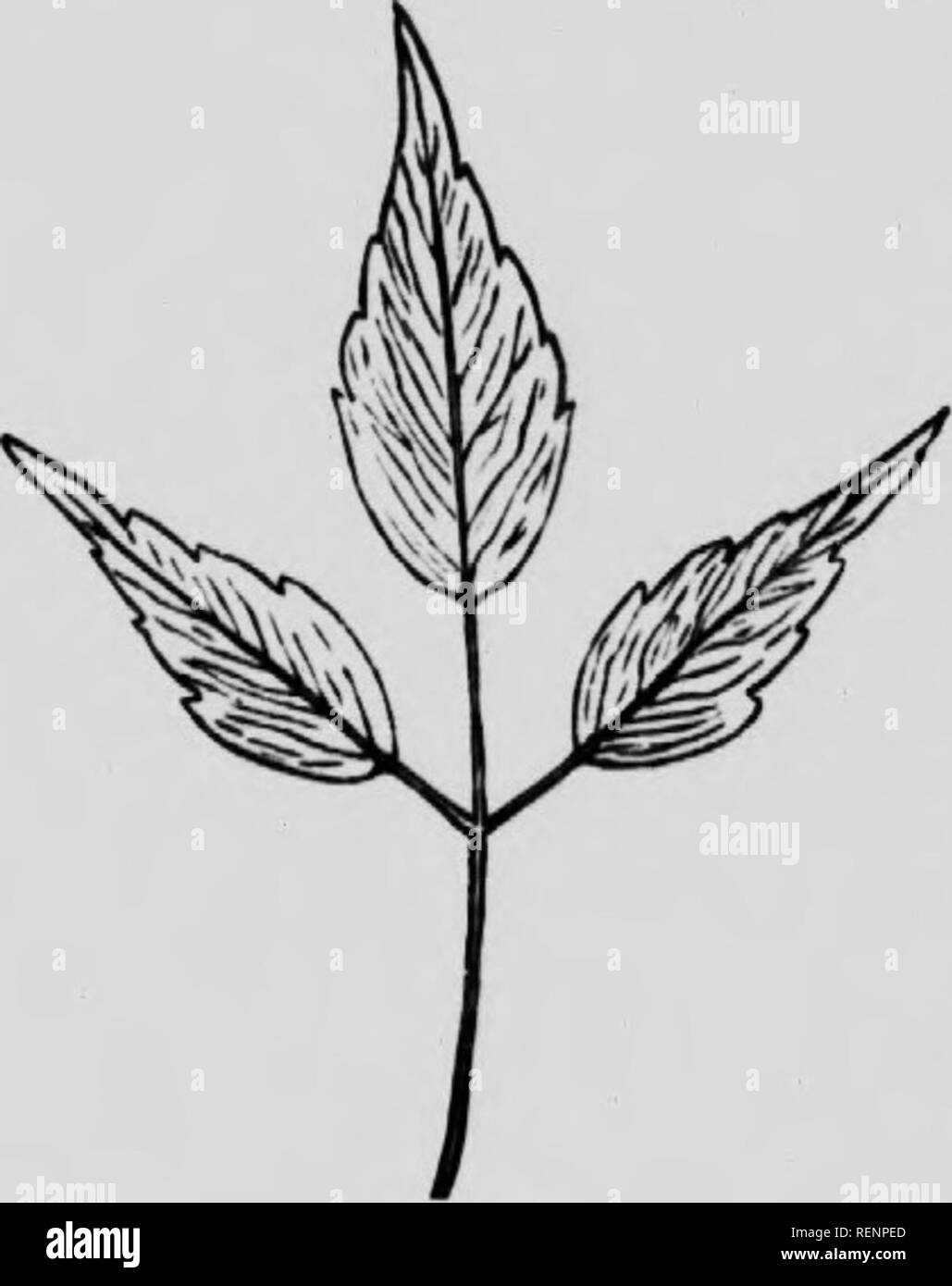 Three leaved maple hi-res stock photography and images - Alamy