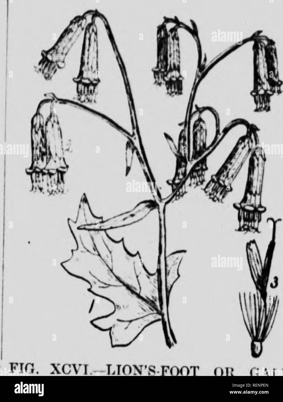 Hairy bristles Black and White Stock Photos & Images - Alamy