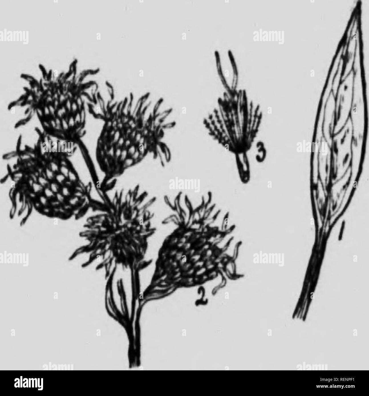 Hairy bristles Black and White Stock Photos & Images - Alamy