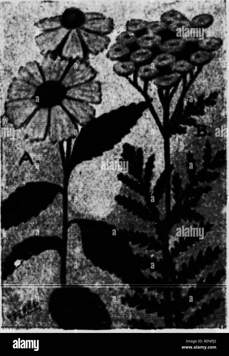 Dit flower hi-res stock photography and images - Alamy