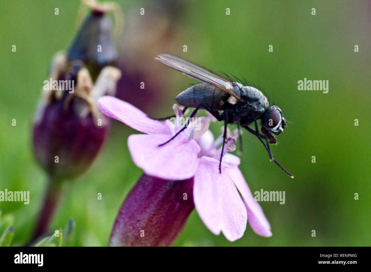 Paradise insects hi-res stock photography and images - Alamy