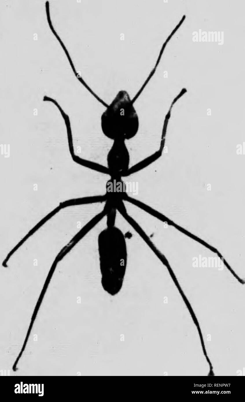 Insect specimen museum Black and White Stock Photos & Images - Alamy