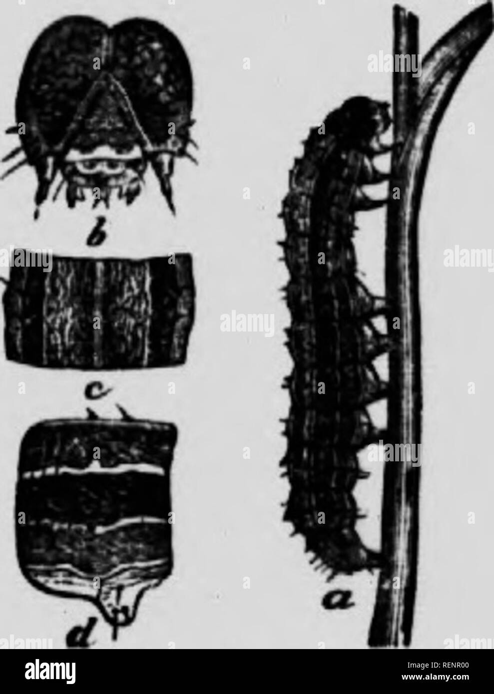 Prodenia Black and White Stock Photos & Images - Alamy