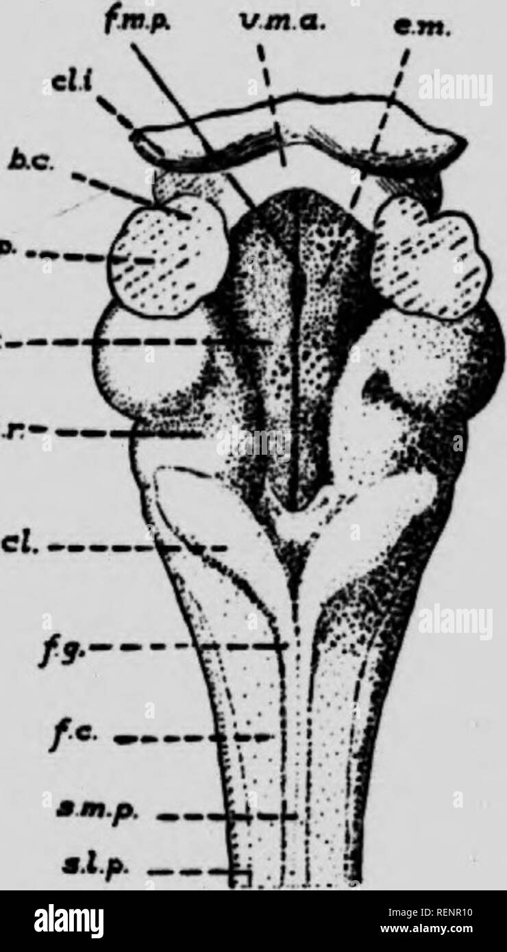 Ventriculus quartus hi-res stock photography and images - Alamy