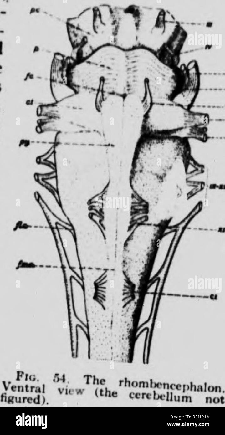 . Practical anatomy of the rabbit [microform] : an elementary ...