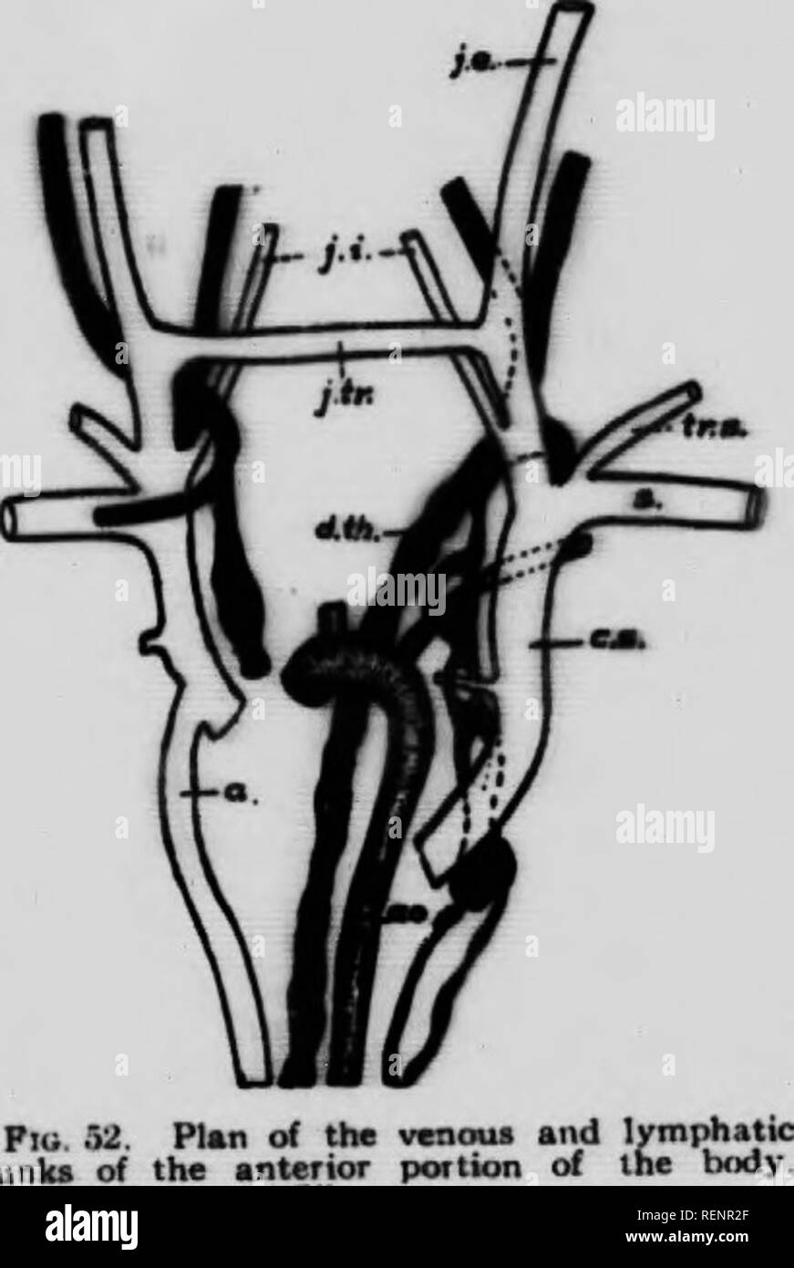 . Practical anatomy of the rabbit [microform] : an elementary ...