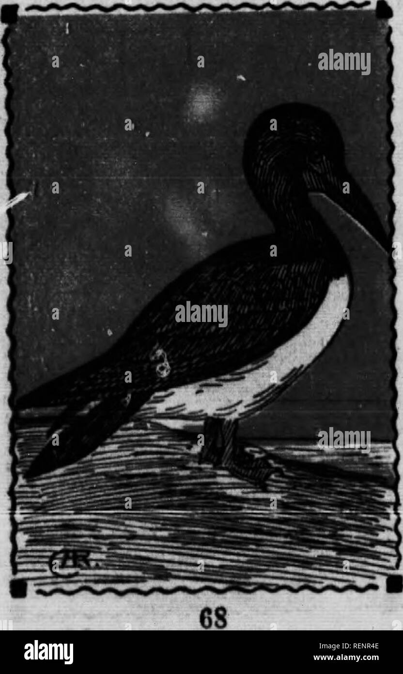 Booby birds Black and White Stock Photos & Images - Alamy