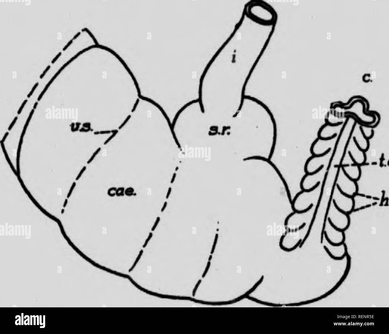 . Practical anatomy of the rabbit [microform] : an elementary ...