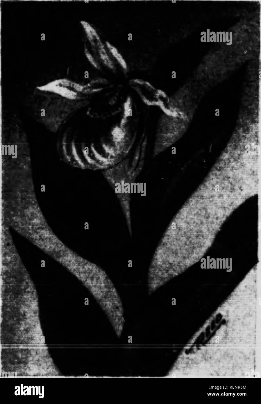 Inflated orchid Black and White Stock Photos & Images - Alamy