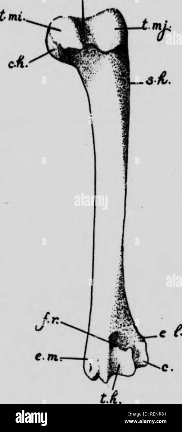 . Practical anatomy of the rabbit [microform] : an elementary ...