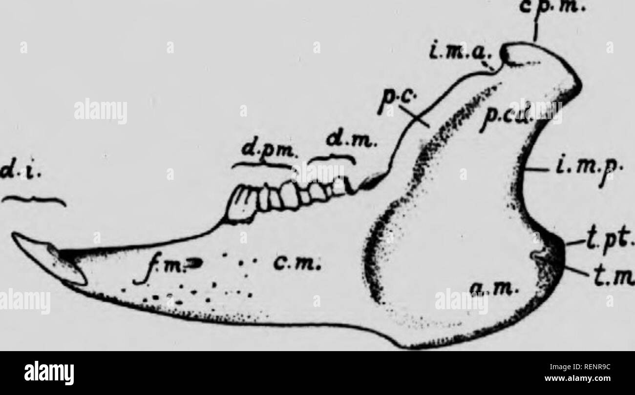 Rabbit bones Black and White Stock Photos & Images - Alamy