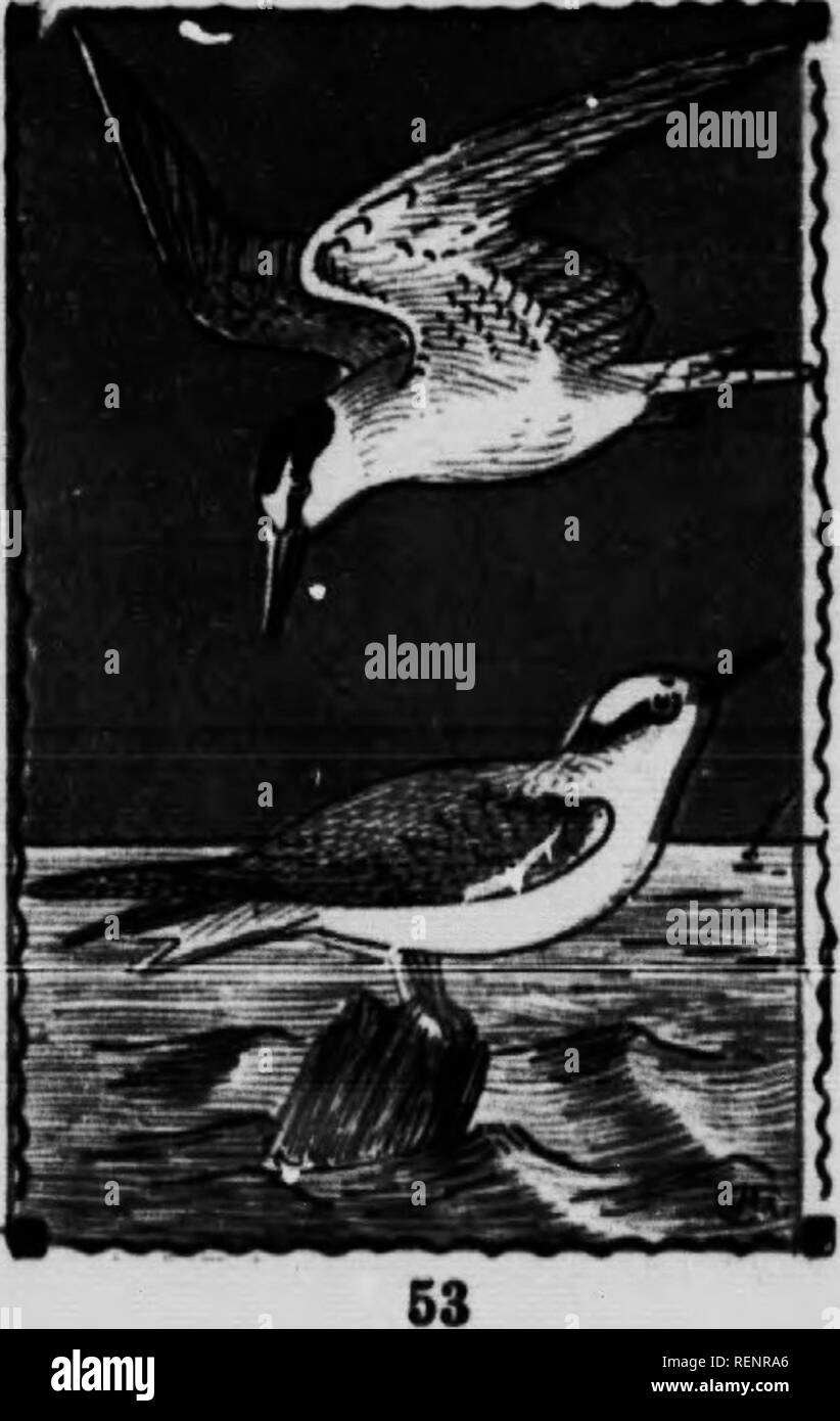 Black line through eye to nape Black and White Stock Photos & Images ...