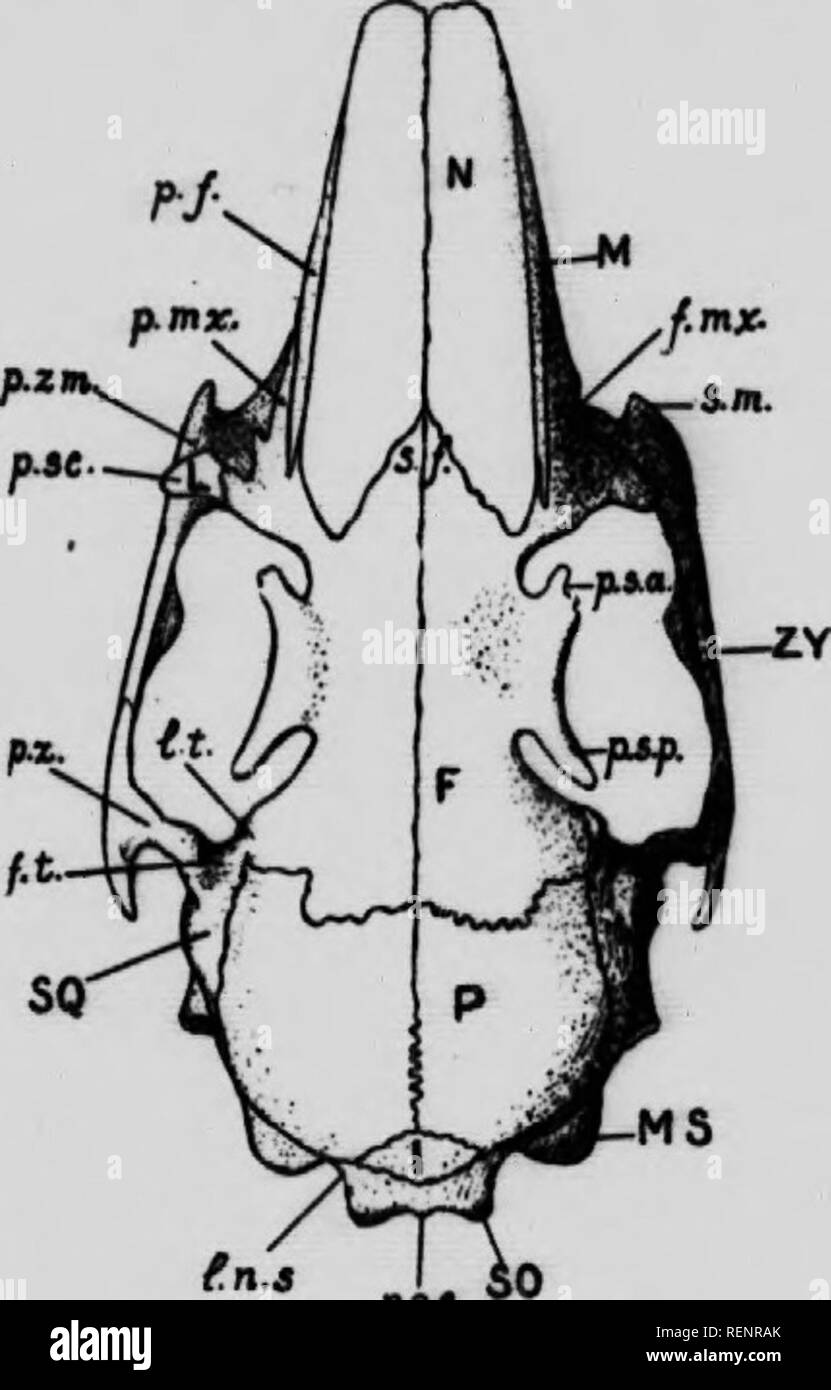 Ear aperture Black and White Stock Photos & Images - Alamy