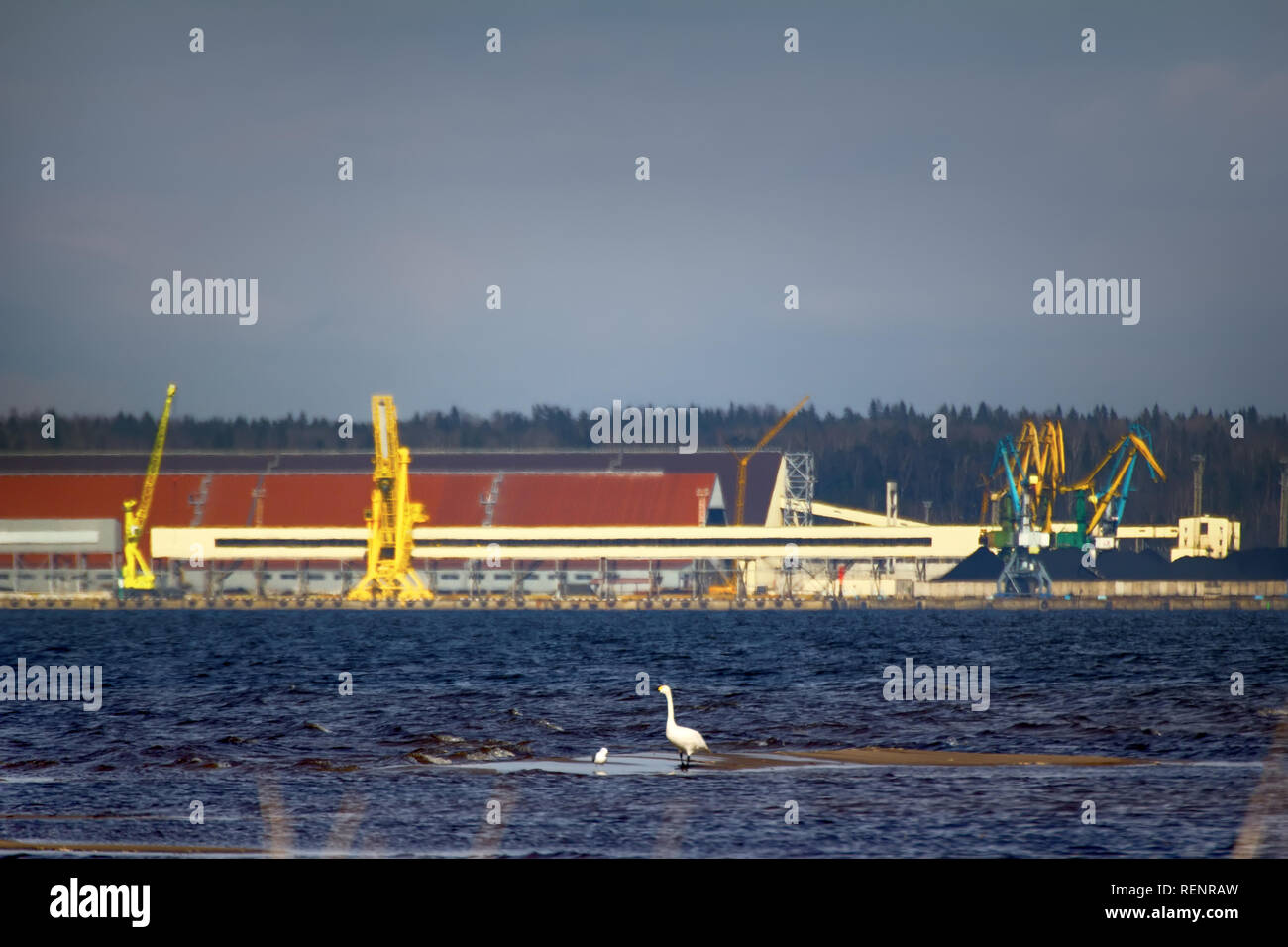 Birds on the background of the sea terminal, animals and humans. Swan ...