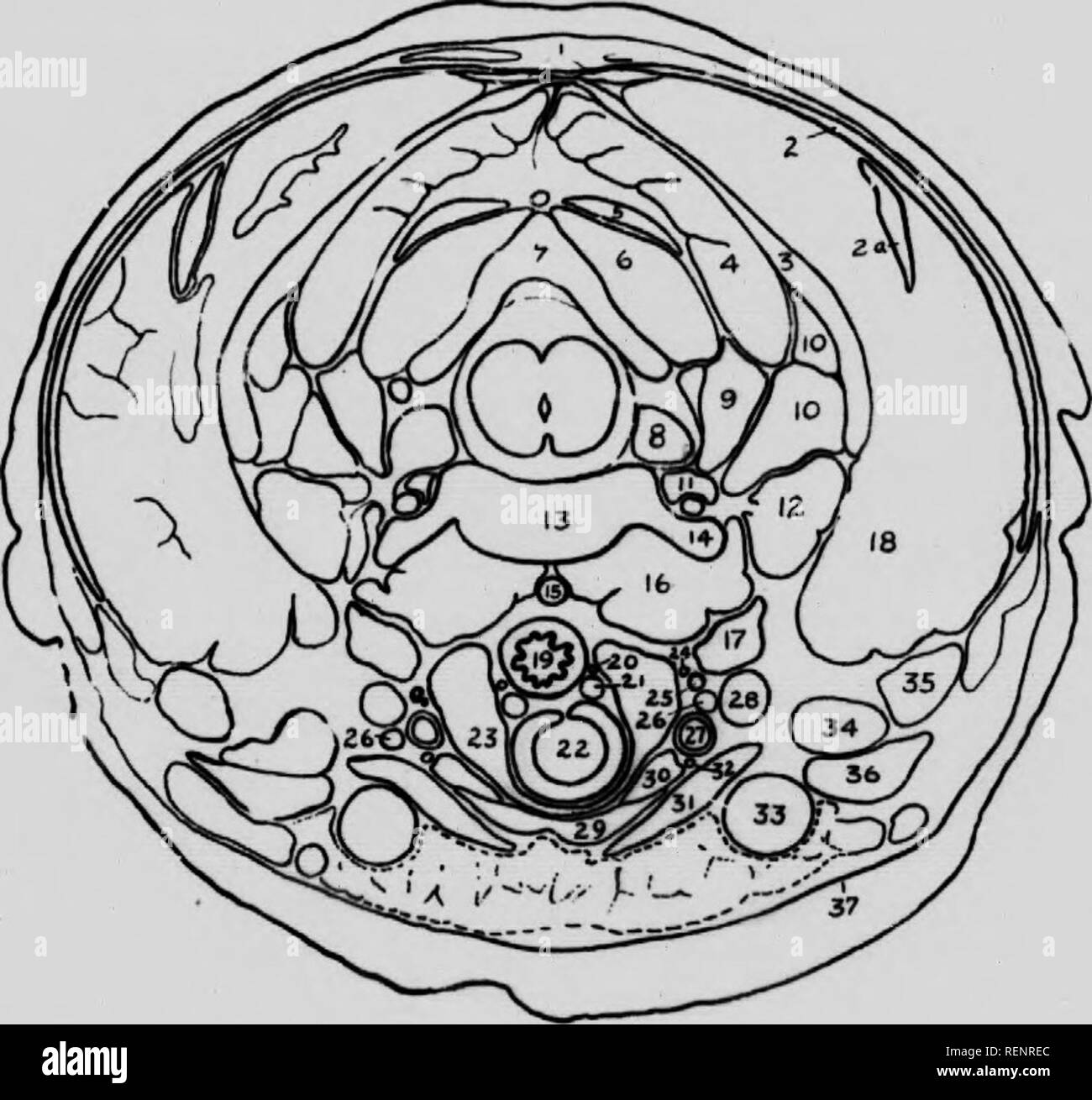 Levator scapulae Black and White Stock Photos & Images - Alamy