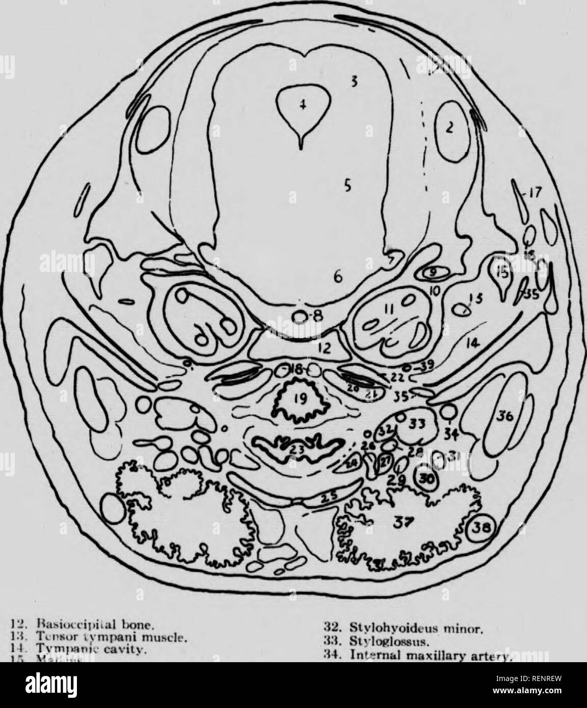 . Practical anatomy of the rabbit [microform] : an elementary ...
