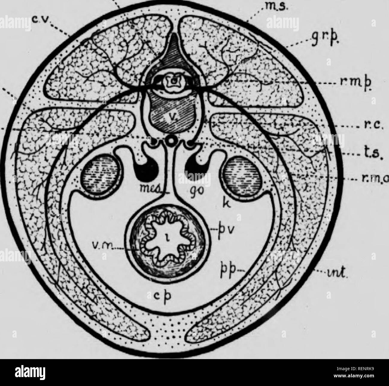 . Practical anatomy of the rabbit [microform] : an elementary ...