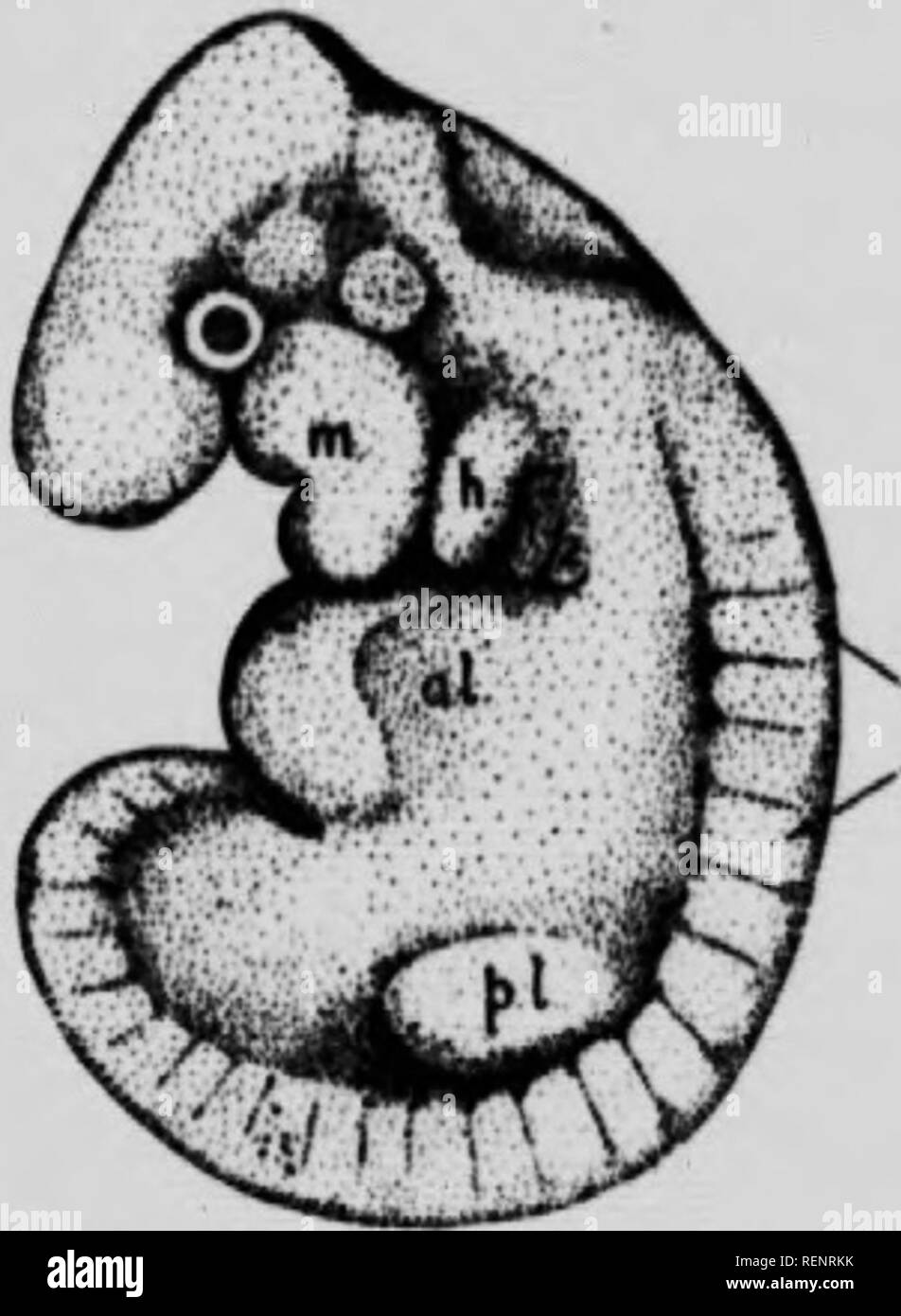Mammalian digestive system anatomy hi-res stock photography and images ...