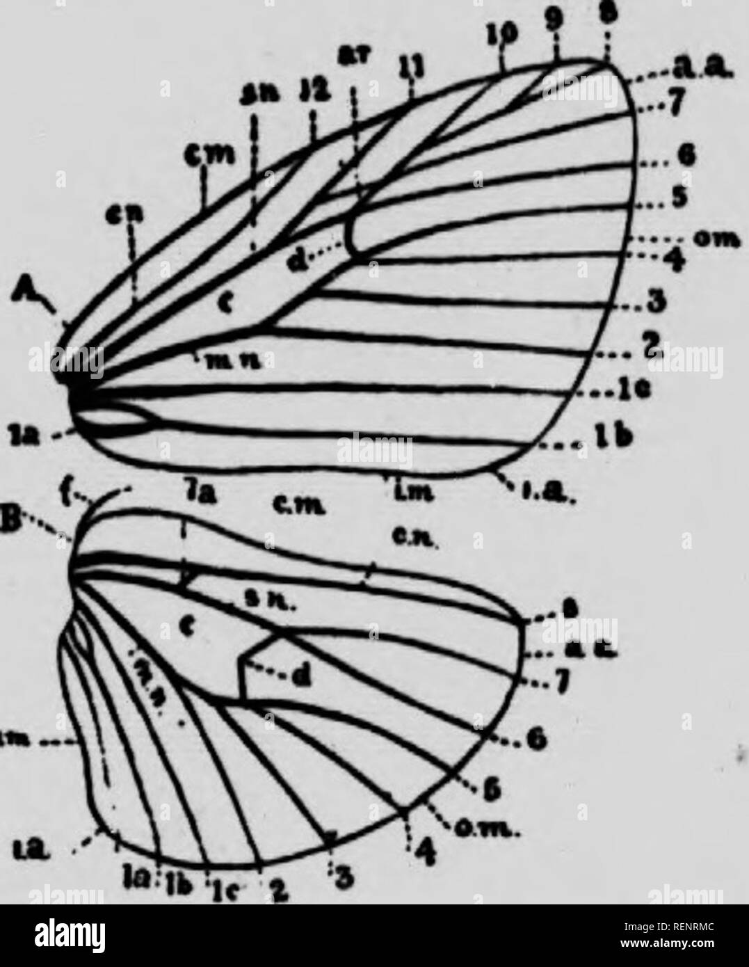 Moths of india Black and White Stock Photos & Images - Alamy