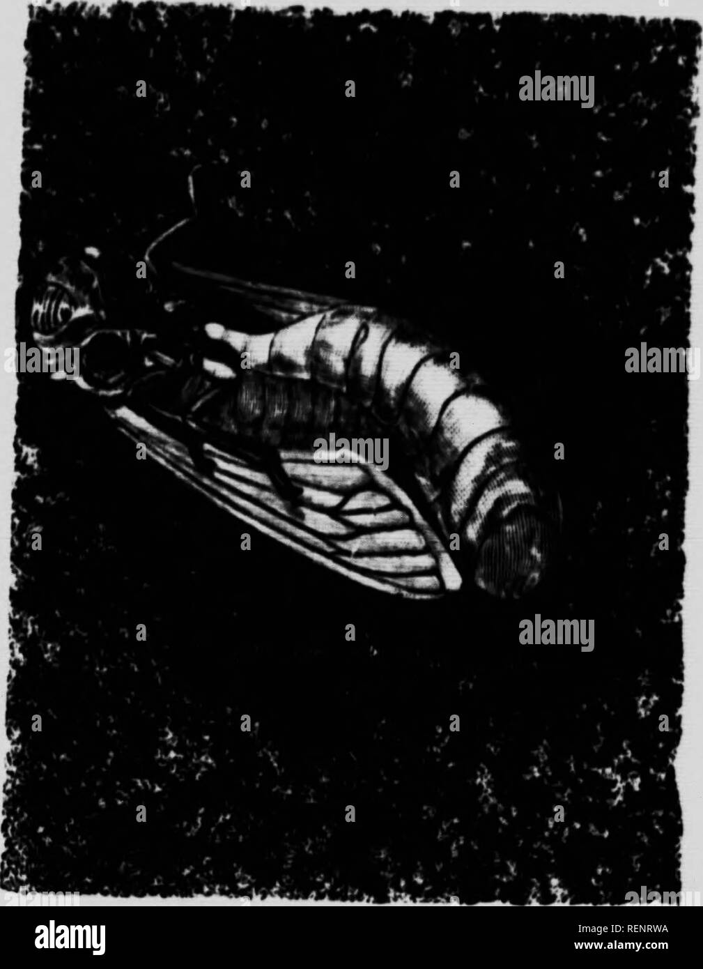 Palmer worm hi-res stock photography and images - Alamy