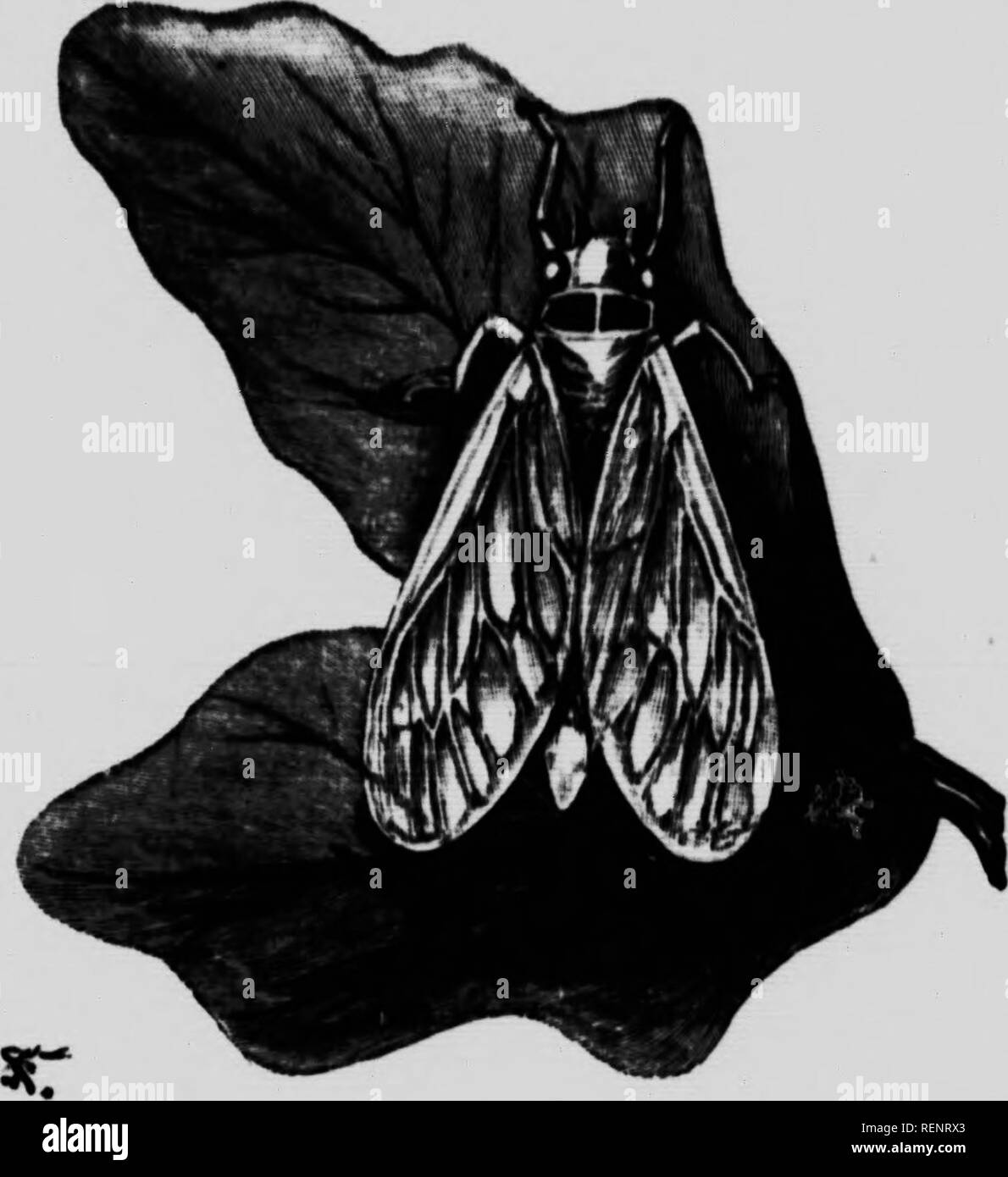 Dead cicada Black and White Stock Photos & Images - Alamy