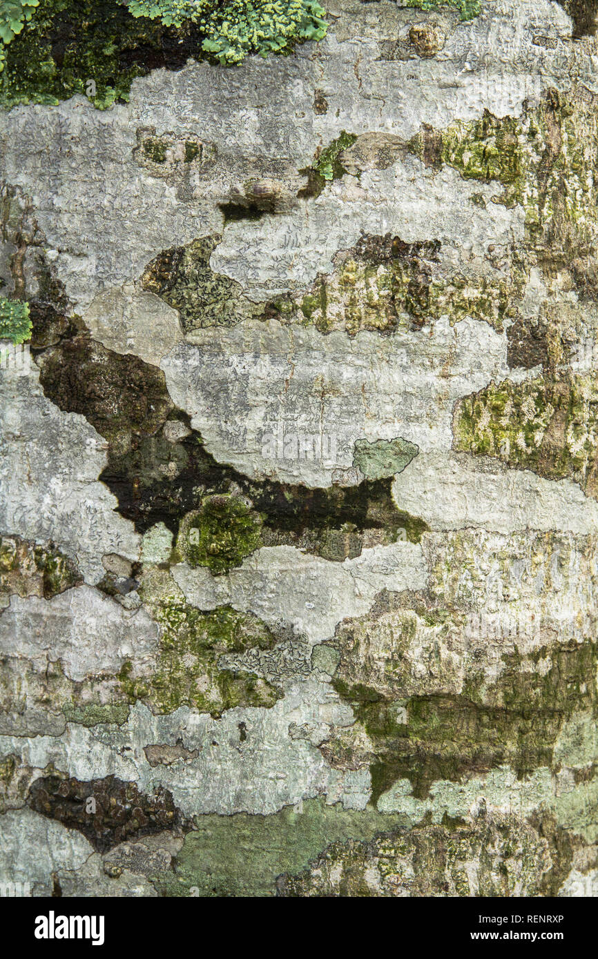 Tree trunk skin texture and pattern Stock Photo - Alamy
