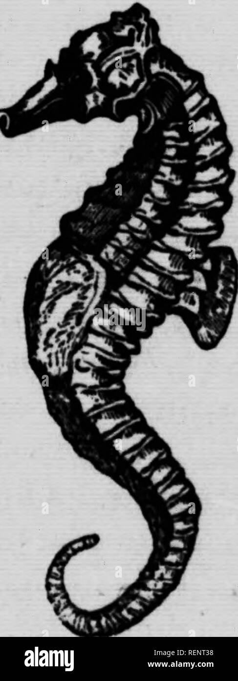 Poisson cheval hi-res stock photography and images - Alamy