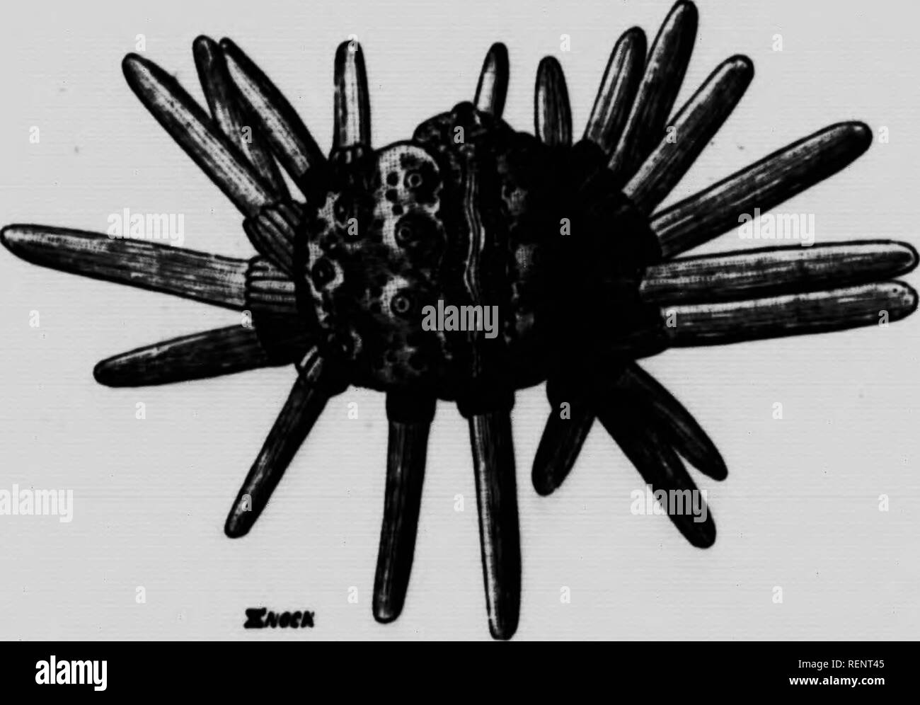 Sharp projections hi-res stock photography and images - Alamy