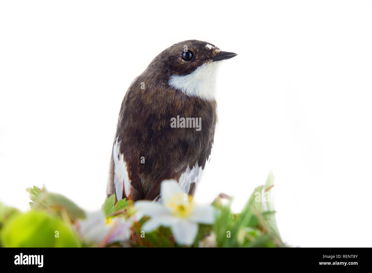 Spring in form of bright plumage of birds (male pied flycatcher) and ...