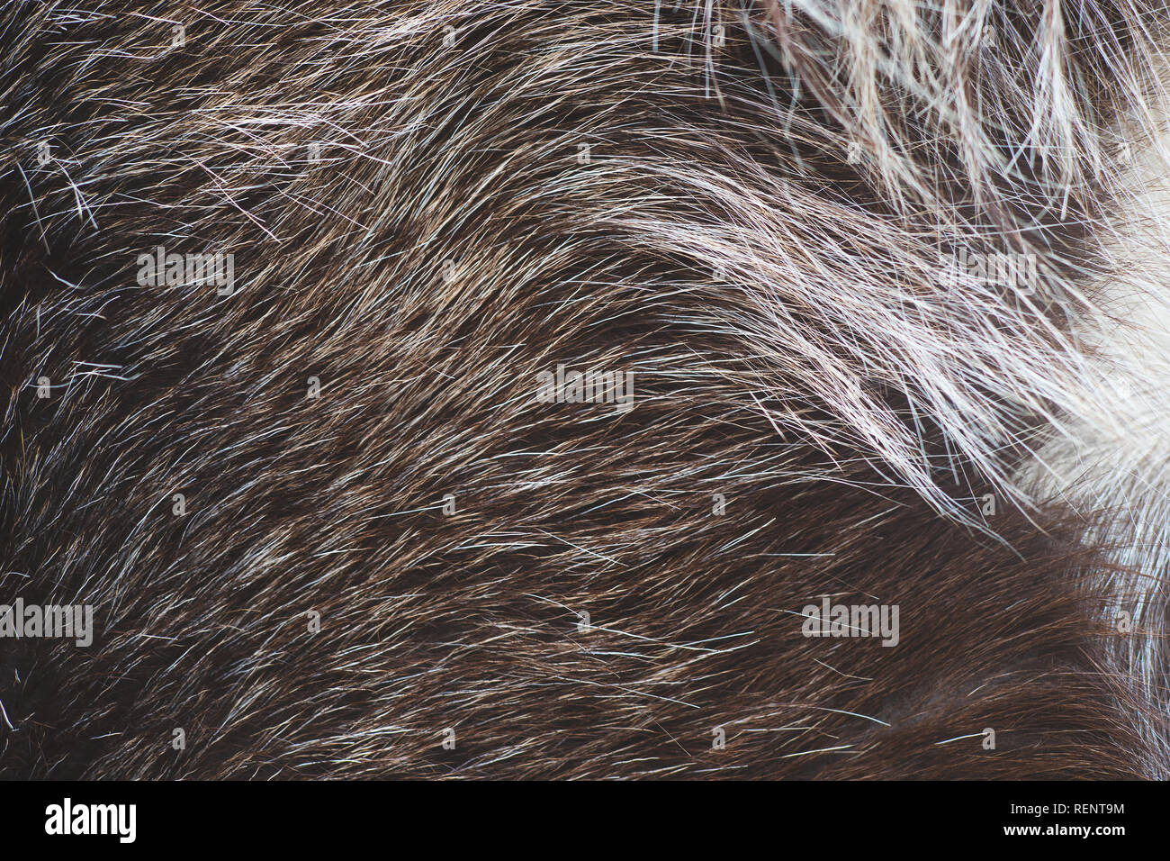 Fragment of wild boar skin at the fair Stock Photo - Alamy