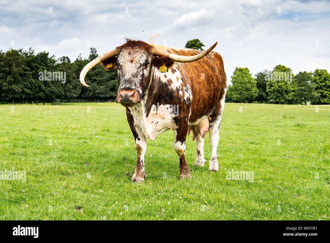 English Long Horn cattle graze on farmland in rural England. Bred for ...