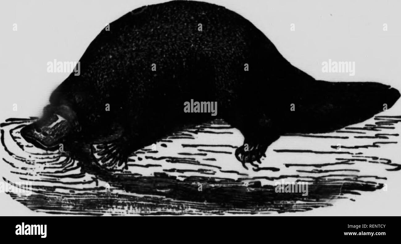 Mammals that lay eggs Black and White Stock Photos & Images - Alamy